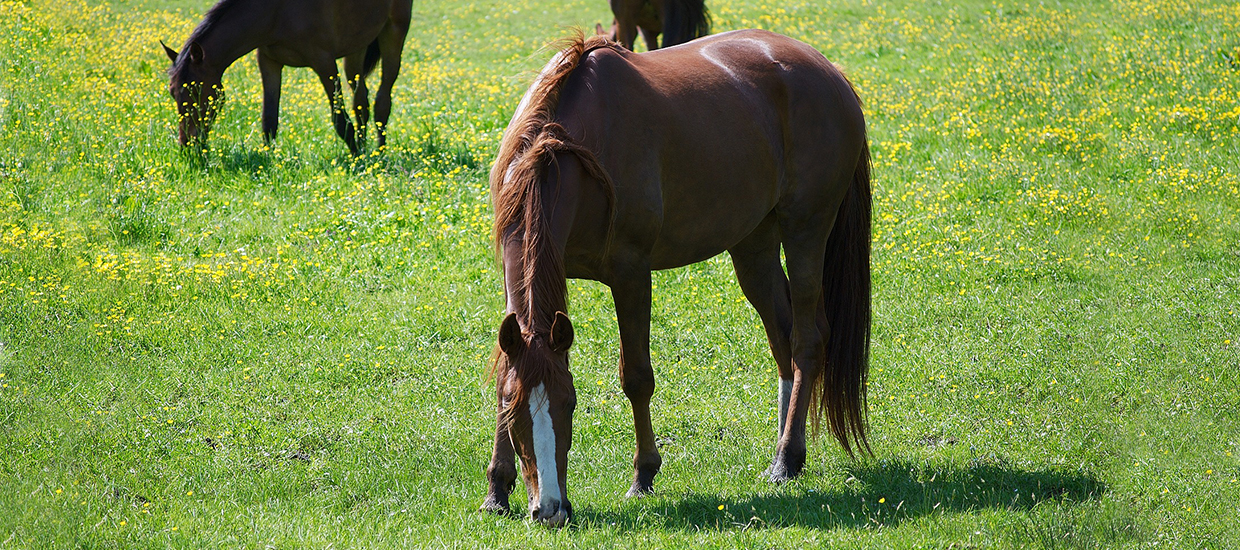 Welkom bij het Agrarisch Laboratorium Noord-Nederland - ALNN B.V.