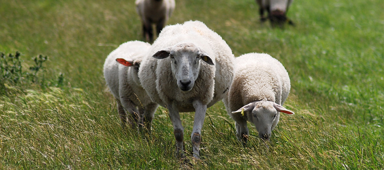 Welkom bij het Agrarisch Laboratorium Noord-Nederland - ALNN B.V.